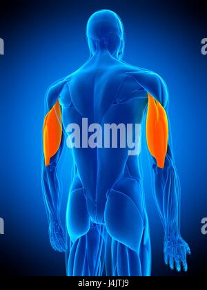 Anatomie des menschlichen Oberschenkelmuskulatur, Ansicht von ventral ...