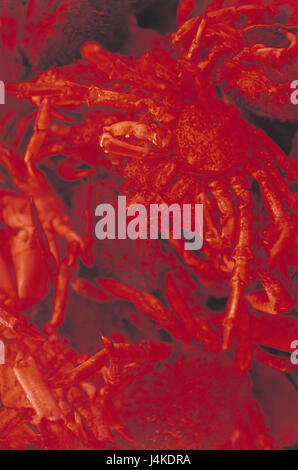 Rote Königskrabbe (Paralithodes Camtschatica). Barentssee, Russland ...