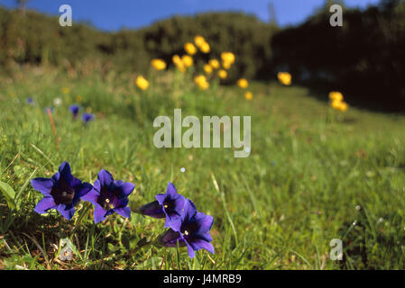 Alm, Stiel Chargen, Enzian, Gentiana Acaulis, Bergregion, Wiese ...