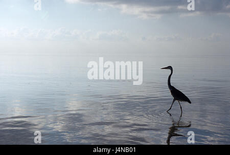 Graureiher, Fischreiher (Ardea cinerea) im Flug, grauen Federn. Fisch ...