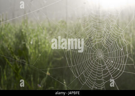 Netzwerk, Tautropfen, Fäden spinnen, Spinnen, Stege, Spinnen Gewebe ...