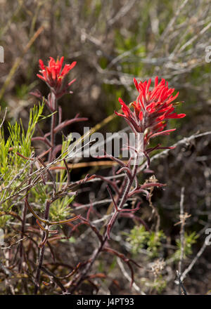 Wüste Indian Paintbrush (Castilleja chromosa) und Gelbe Wüste ...