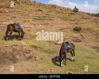 Basuto-Pony oder Pferd grasen friedlich in den Bergen von Lesotho ...