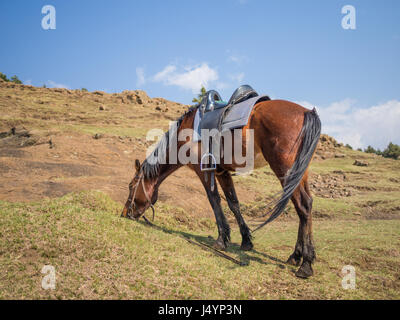 Basuto-Pony oder Pferd grasen friedlich in den Bergen von Lesotho ...