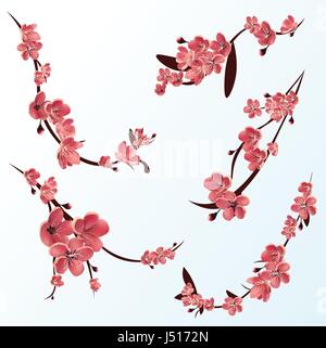 Japanische blühende Sakura Zweige mit Kirschblüten Vektor-Set. Japanische Zweig Blüte Sakura ...