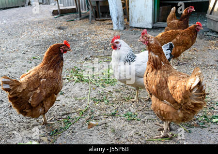 Mehrere rote Huhn auf dem Bauernhof (Rassen: Redbro, Lohmann Brown ...