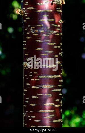 Attraktive Rinde von einem ornamentalen Kirschbaum Prunus serrula ...