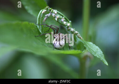 Blatt Grün Spinne Ekel Listspinne Raubspinne Pisaura Mirabilis ...