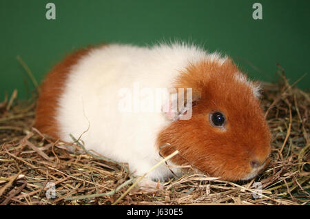 Schweizer Teddy Meerschweinchen und Brahma Küken Stockfoto, Bild ...