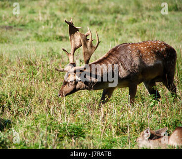 tierische Wildgehege Hirsche Damwild Paarung Saison Jagd Jagd Natur ...