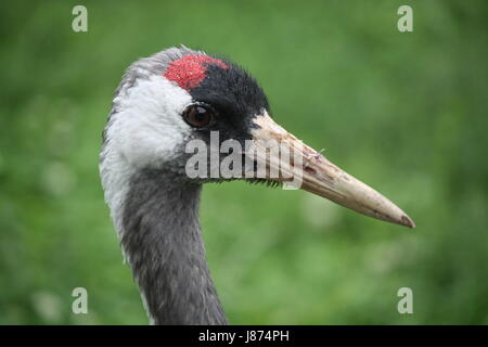 Storch, Nest, Störche, Männlich, Weiblich, Paarung, Mate, Zeichen ...