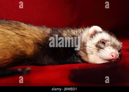 Home Sweet pet, Frettchen an der Leine auf dem Boden liegt. Süße ...