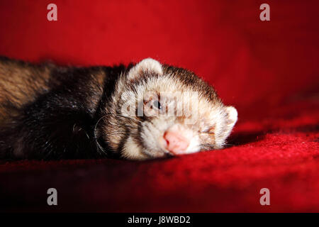 Home Sweet pet, Frettchen an der Leine auf dem Boden liegt. Süße ...