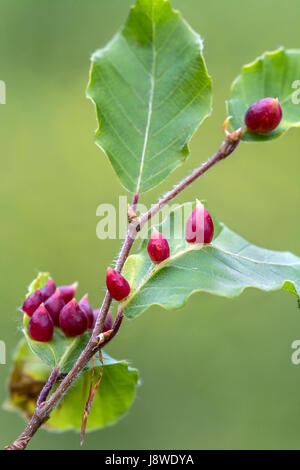 Gall der Buche gall Midge (Mikiola fagi) auf Buche Blätter, Deutschland ...