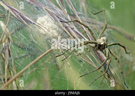 Kokon, Kokon, Listspinne, Raubspinne, Webspinne, Pisaura Mirabilis ...
