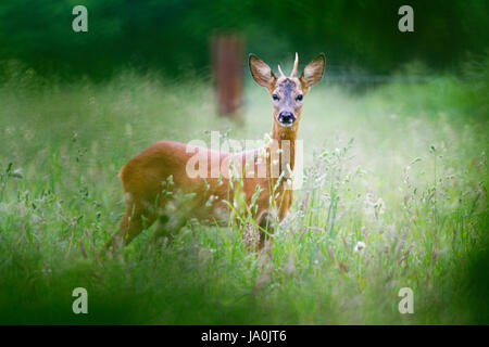 Europäische Rehe (Capreolus Capreolus) weiblich Essen Blätter vom Baum ...