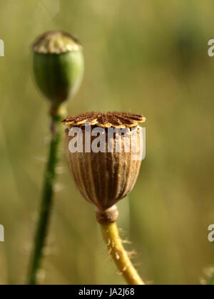 Reife Mohn Klatschmohn Samen Schiff Kapsel Raureif Leuchten strahlt ...