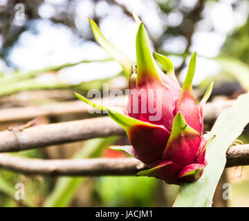Drachenfrucht Pitaya, am Baum Stockfoto, Bild: 219118774 - Alamy