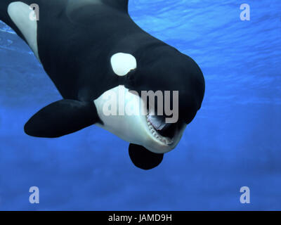 Unter Wasser aufnehmen, Schwertwal Orcinus Orca, Dip Säugetiere ...