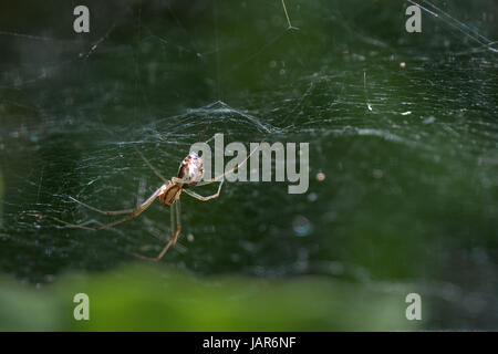 Baldachinspinne Linyphia Triangularis Im Netz Stockfotografie - Alamy