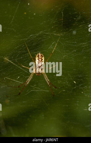 Baldachinspinne Linyphia Triangularis Im Netz Stockfotografie - Alamy