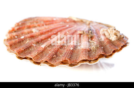 Große Jakobsmuschel, king, Muschel, Muscheln, Jakobsmuscheln, Muscheln ...