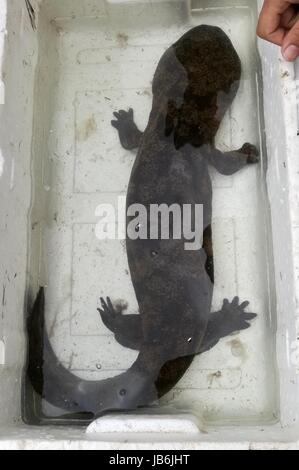 Der chinesische Riesensalamander (Andrias davidianus) ist einer der ...