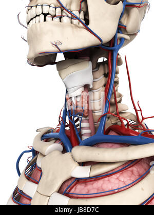 3D gerenderte Darstellung der Anatomie Hals Stockfotografie - Alamy