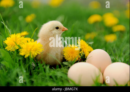 Baby Huhn, wunderschönen, kleinen gelben Küken in Kunststoff cage Box ...