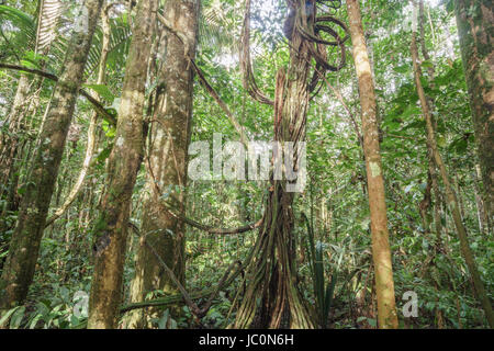 Lianen im Dschungel Stockfoto, Bild: 129384069 - Alamy