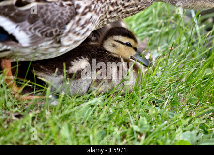 Mutter Ente und Babys versteckt in Saskatchewan, Kanada Stockfotografie ...
