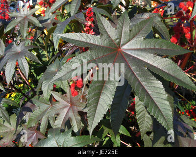 Rizinus, Wunderbaum, Ricinus Communis, Detail, Zweig, Blätter, Blüten ...