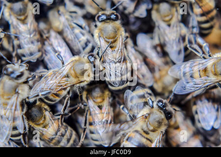 Makro Foto von Bienen. Tanz der Honigbiene. Bienen in einem Bienenstock ...