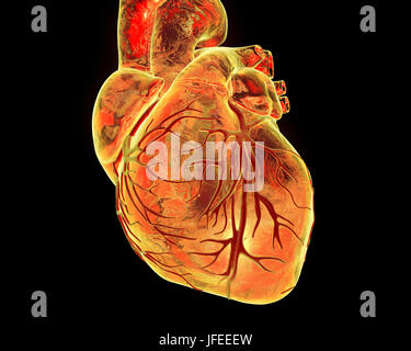 Herz mit Herzkranzgefäße, Computer Bild Stockfotografie - Alamy