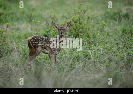 Rothirsch Kalb mit Tarnung Gefleckte Fell in einem Wald-Feld ...