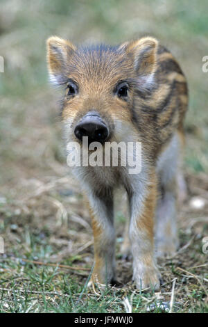 Wildschwein Ferkel s Wildschwein Frischlinge Susscrofa Schleswig ...