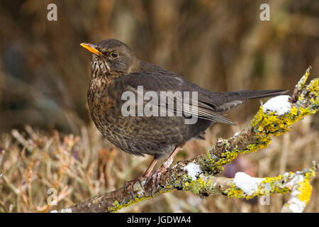 Amsel, Weiblich, Weibchen, Schwarzdrossel, Amsel, Drossel, Turdus ...