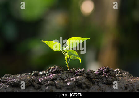 Saatgut zu Baum, Säen, Pflanzen Samen wachsende Konzept Stockfoto, Bild ...