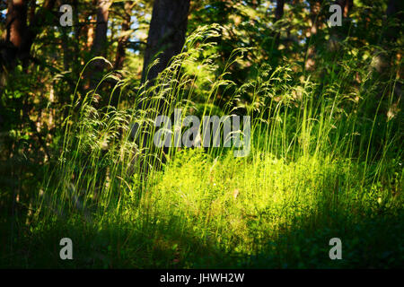 Sommer Wald Unterholz Vegetation, Gras, Sträucher, Moos, Pinewood ...