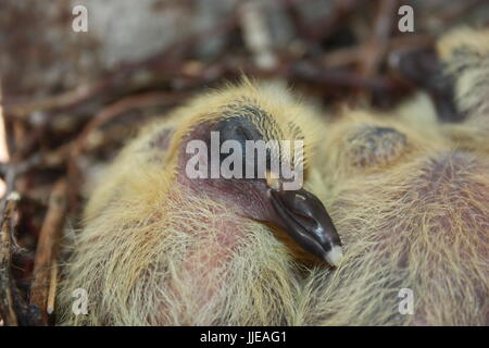 Baby Taube. Schlafen in einem Nest auf den Zweigen. Foto für Ihr Design ...