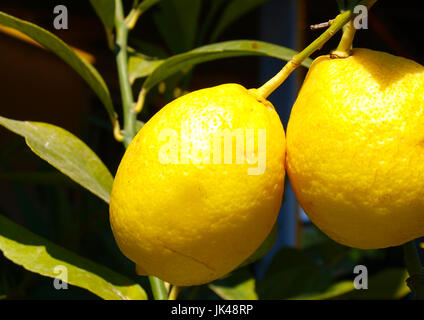 Zitronen wachsen auf Bäumen, Provinz Alicante, Valencia, Spanien ...