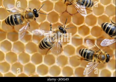 Eine Biene auf einer Wabe, Makro Stockfoto, Bild: 167873329 - Alamy