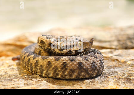Giftige europäischen Schlange auf Stein (Vipera ammodytes oder die Nase ...