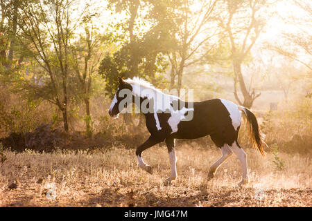 Marwari Pferd. Pinto Stute in einem paddock Trab. Indien Stockfotografie - Alamy