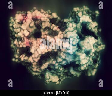 Gamma-Glutamyltranspeptidase (GGT 1, Gamma-GT, Gamma-Glutamyl ...