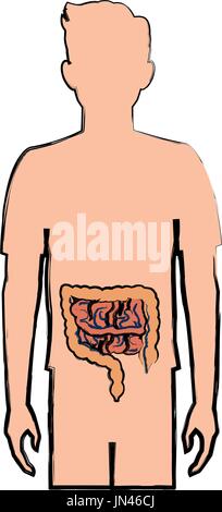 Dickdarm oder Kolon menschlichen Darm Illustration als ein ...