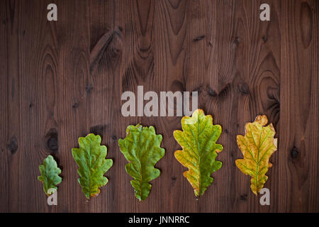 Linie der Eiche Blätter in verschiedenen Stadien des Alterns. Schöne ...