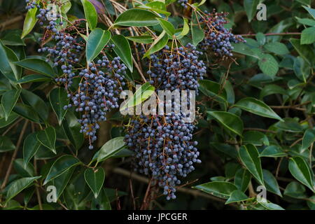 Schwarzen Beeren der wilden Liguster Stockfotografie - Alamy