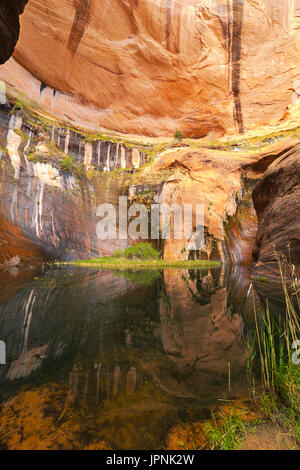 Ein Blick auf ruhigen versteckten Pool, eine Oase in der Coyote Gulch ...