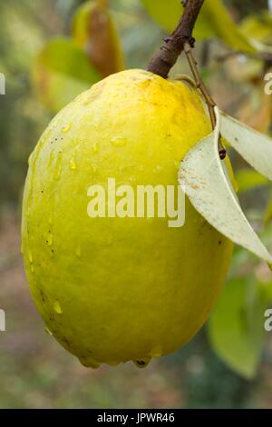 Chinesische Quitte (Pseudocydonia Sinensis) in Früchten in einem Garten ...
